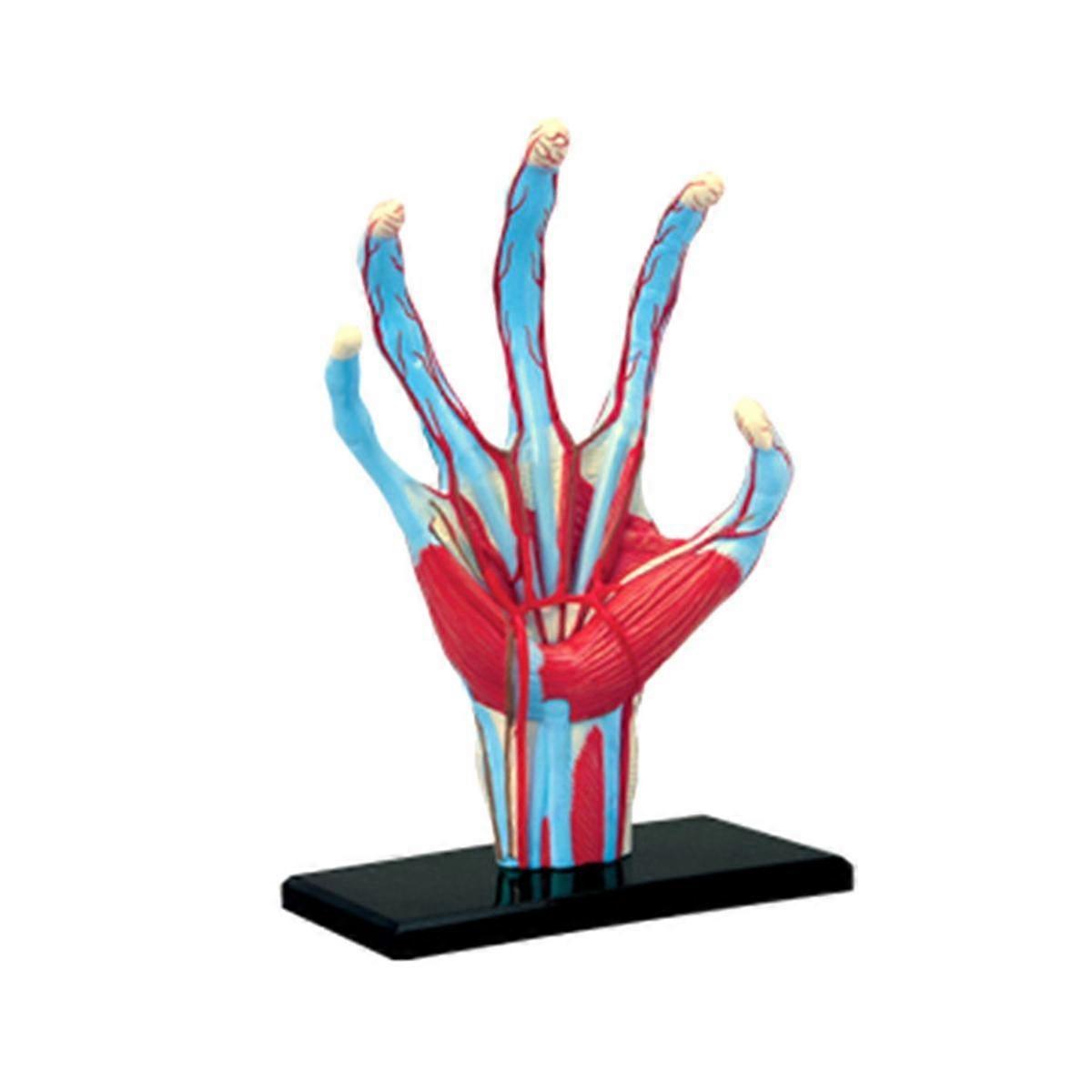 Medical-Torso Human Body Model Removable Parts Education Organs Model ...