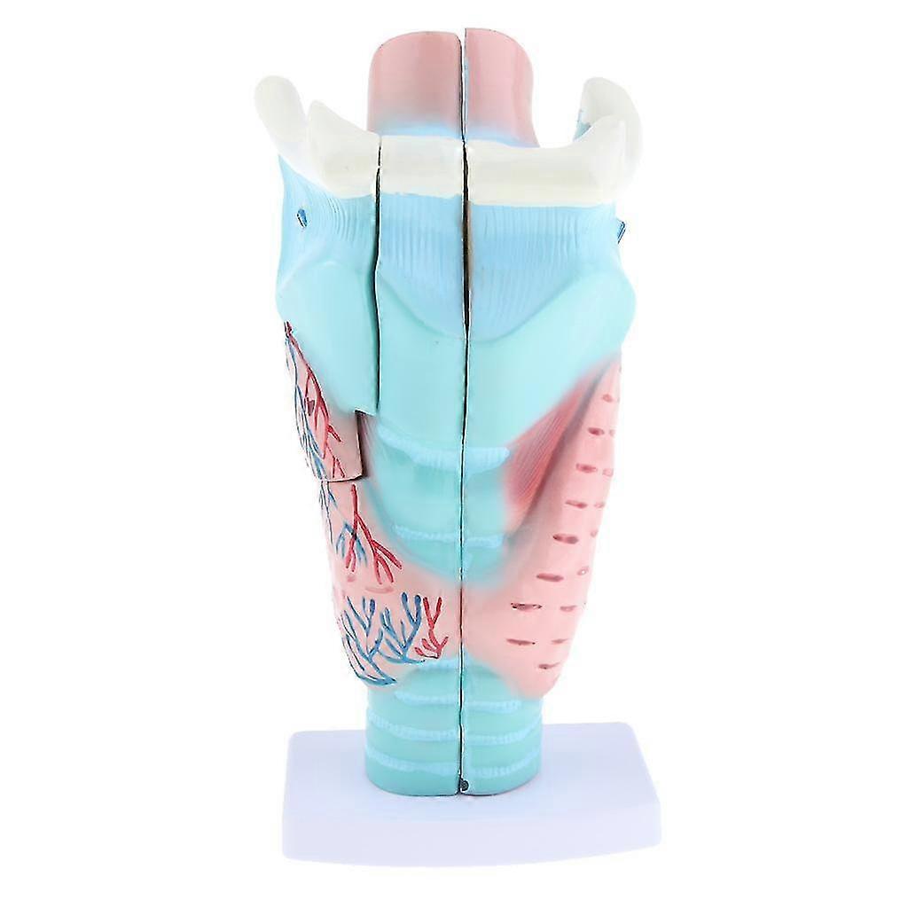 3x Magnified Human Larynx Anatomical Model Medical Anatomy Throat Model ...