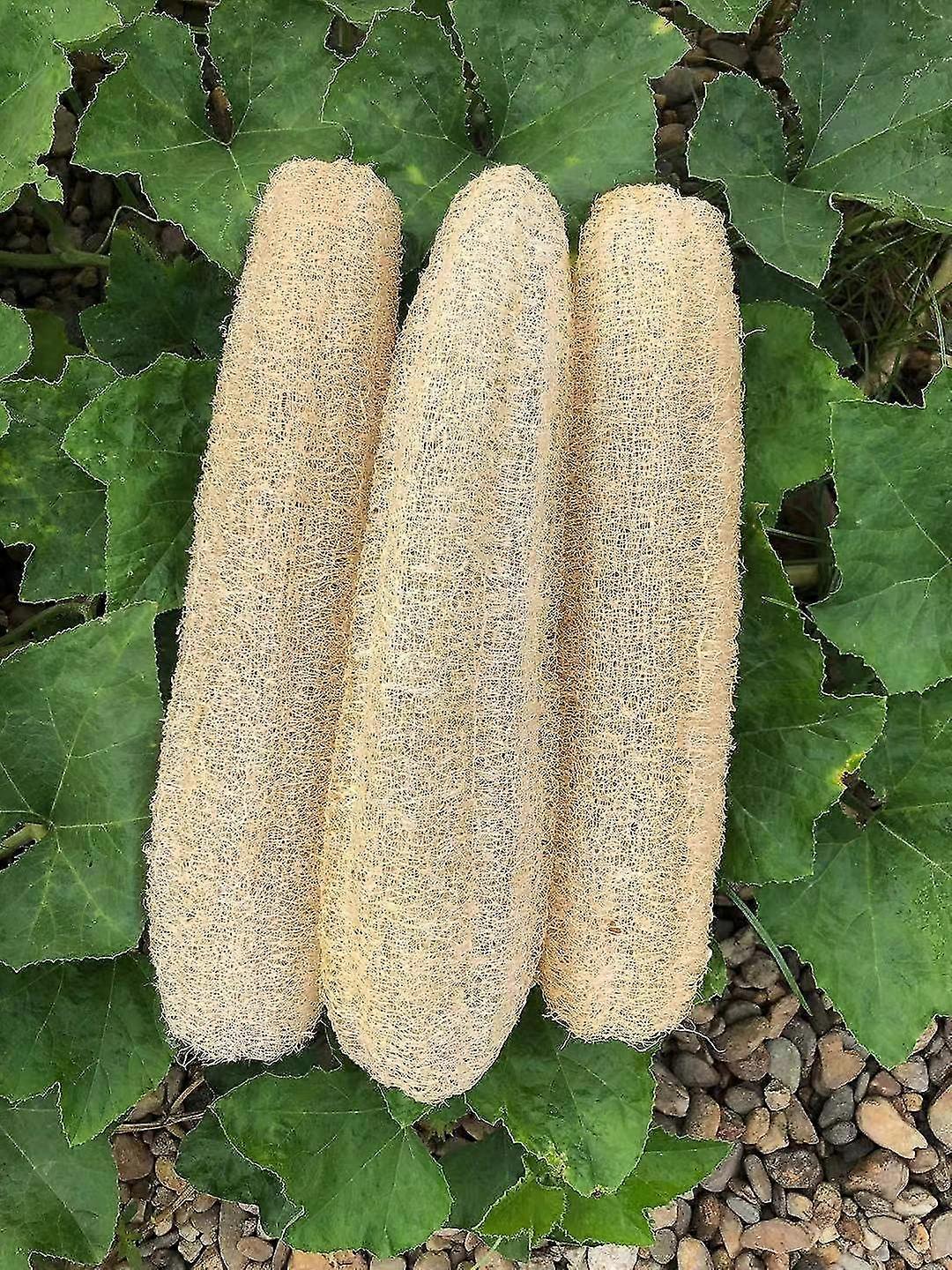 Natural Bath Loofahs - Organic Luffa Shower Sponges For Exfoliating (3 ...