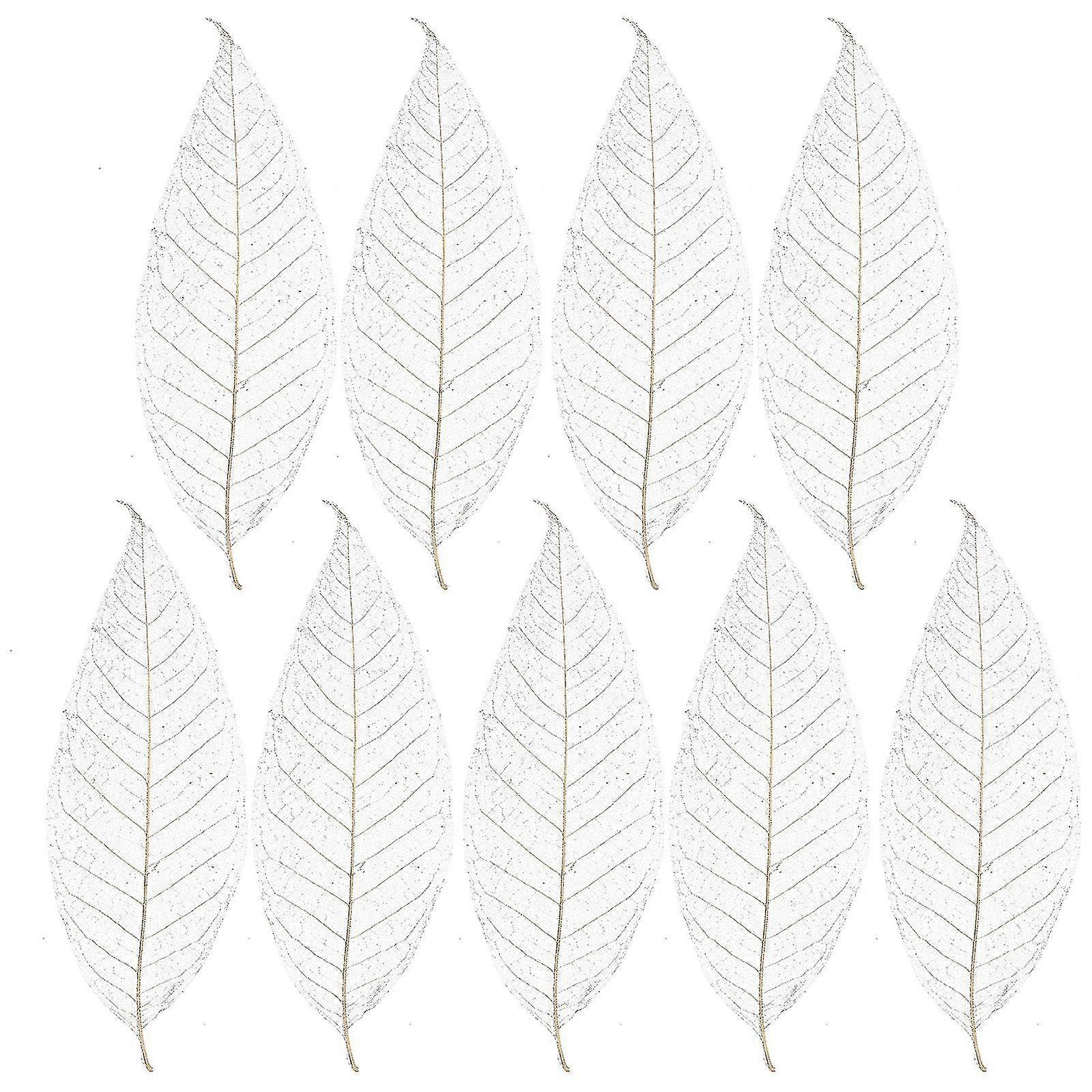 100 Pcs Skeleton Leaves Art Decor Skeleton Leaves Natural Skeleton ...