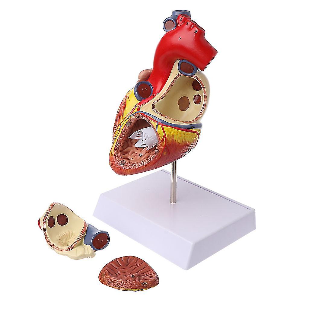 Disassembled Anatomical Human Heart Model Anatomy Medical Viscera ...