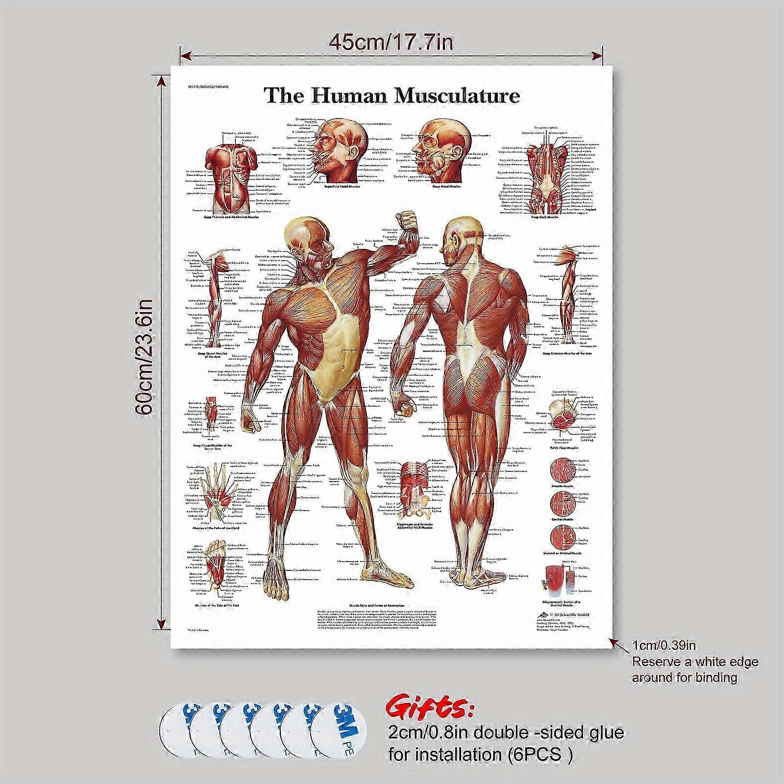 1pc Human Musculature Tissue Science Poster - Medical Wall Chart for ...