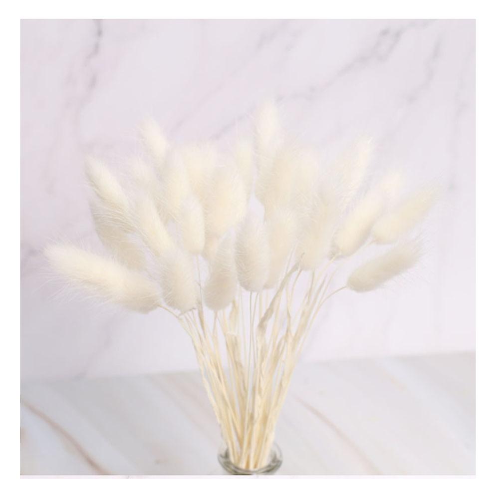50 Stems Natural Dried Rabbit Tail Grass, Rabbit Tail Grass, for Home ...