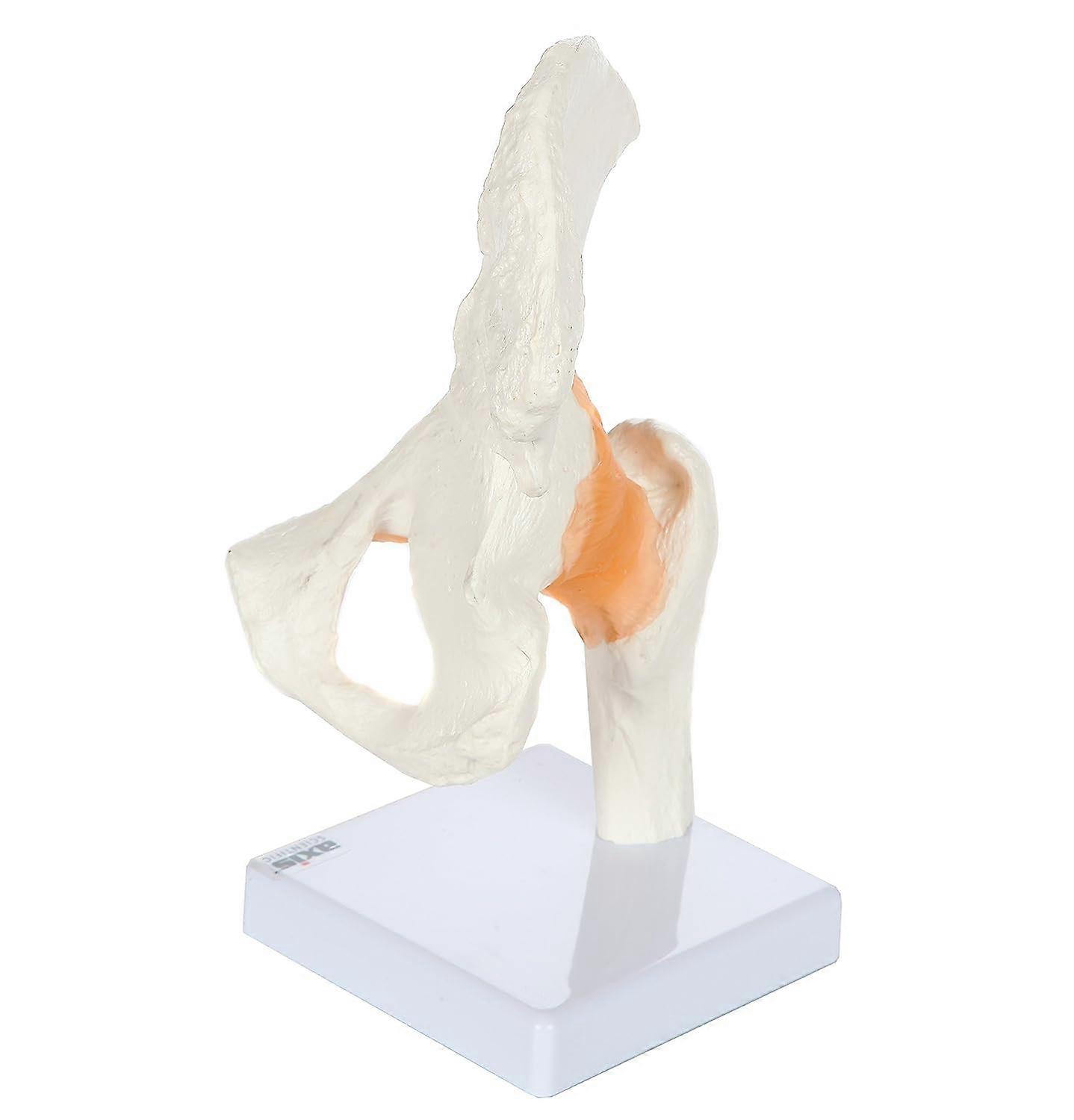 Life Size Human Hip Bone Anatomy Model Premium Hip Joint Anatomy Model ...